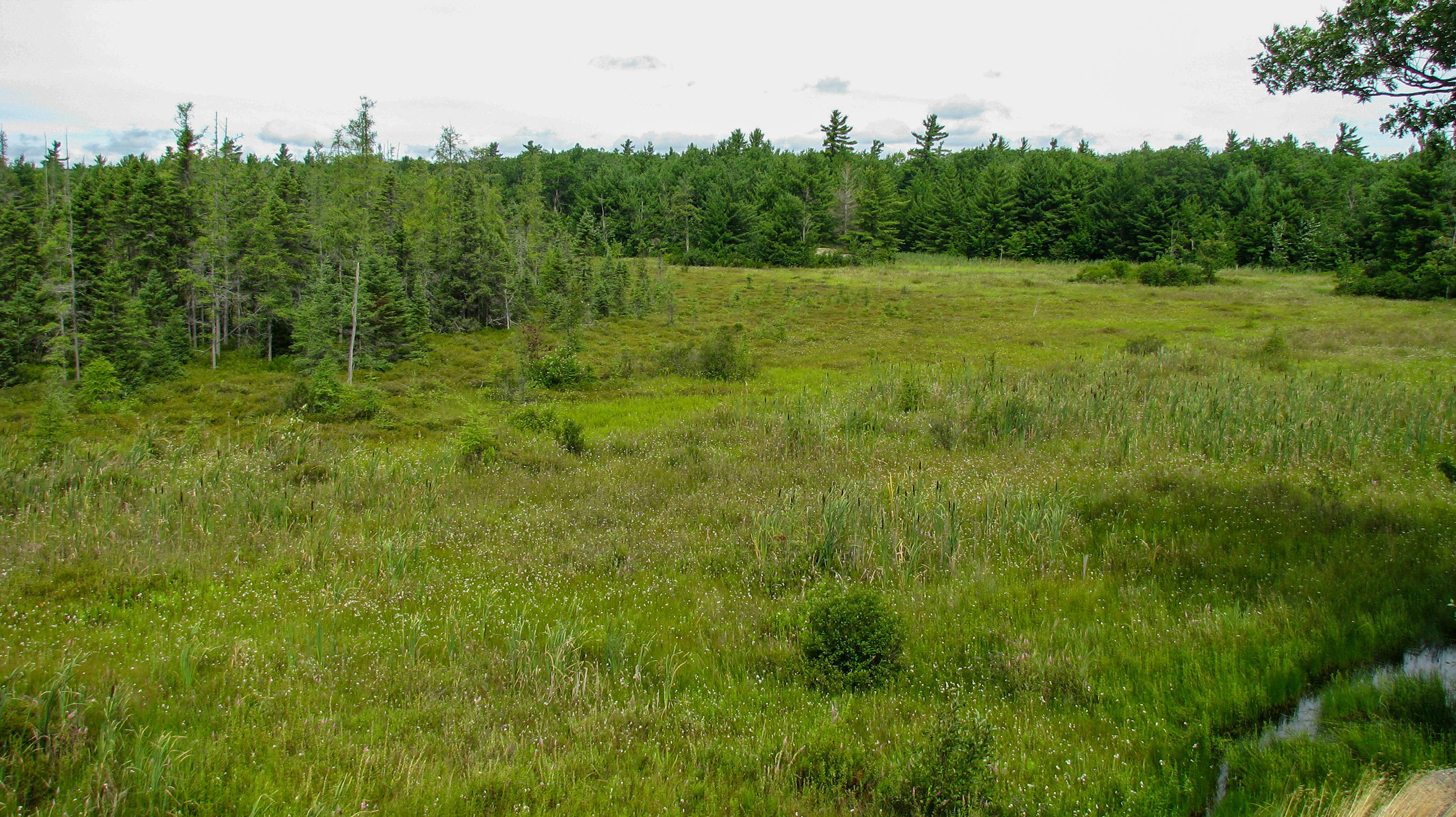 Lands and Forestry | Quinte Conservation