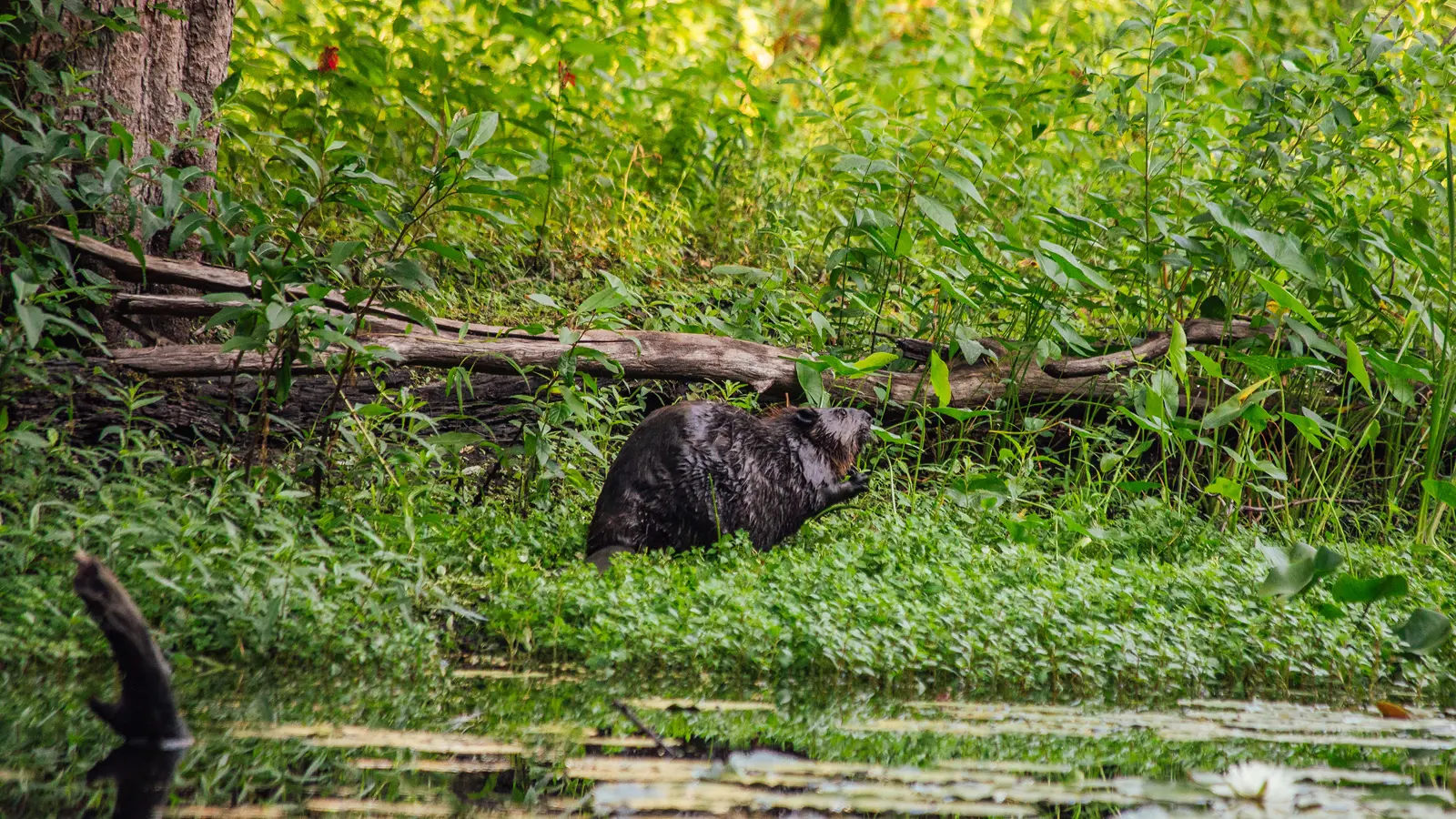 H.R. Frink Conservation Area | Quinte Conservation