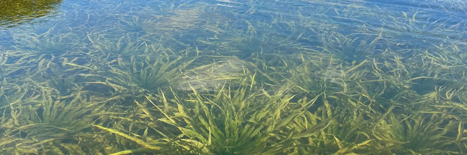 Water Soldier | Quinte Conservation